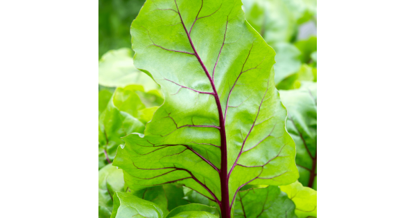 Delicious Beet root leaves : Fresh, Organic, Hydroponically Grown ...