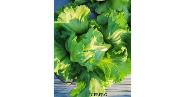Appetizing Lettuce Leaves: Fresh, Organic, Hydroponically Grown | Order ...